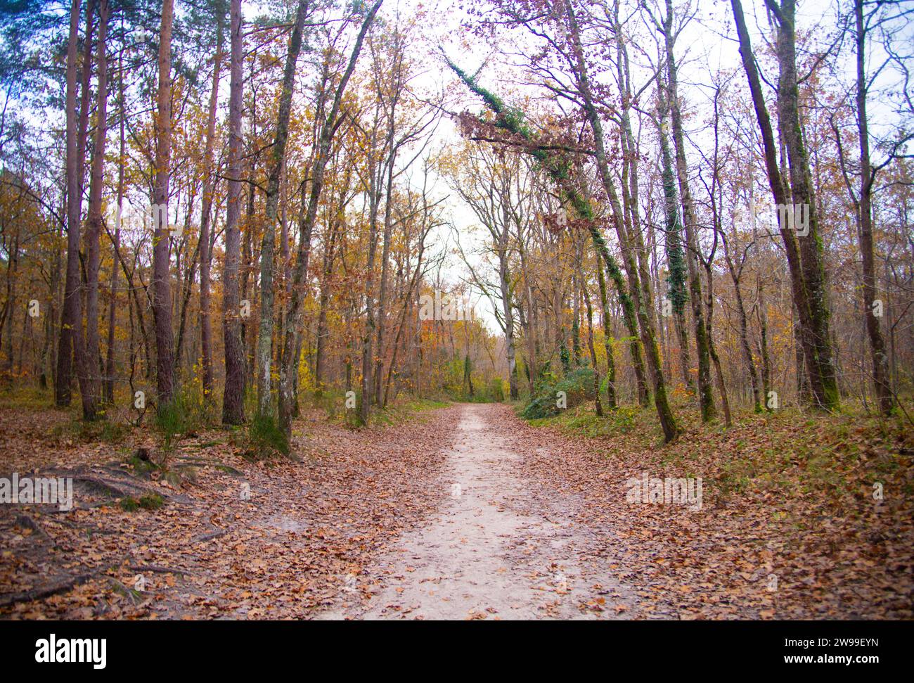 A scenic pathway surrounded by trees and foliage in Fontainebleau ...