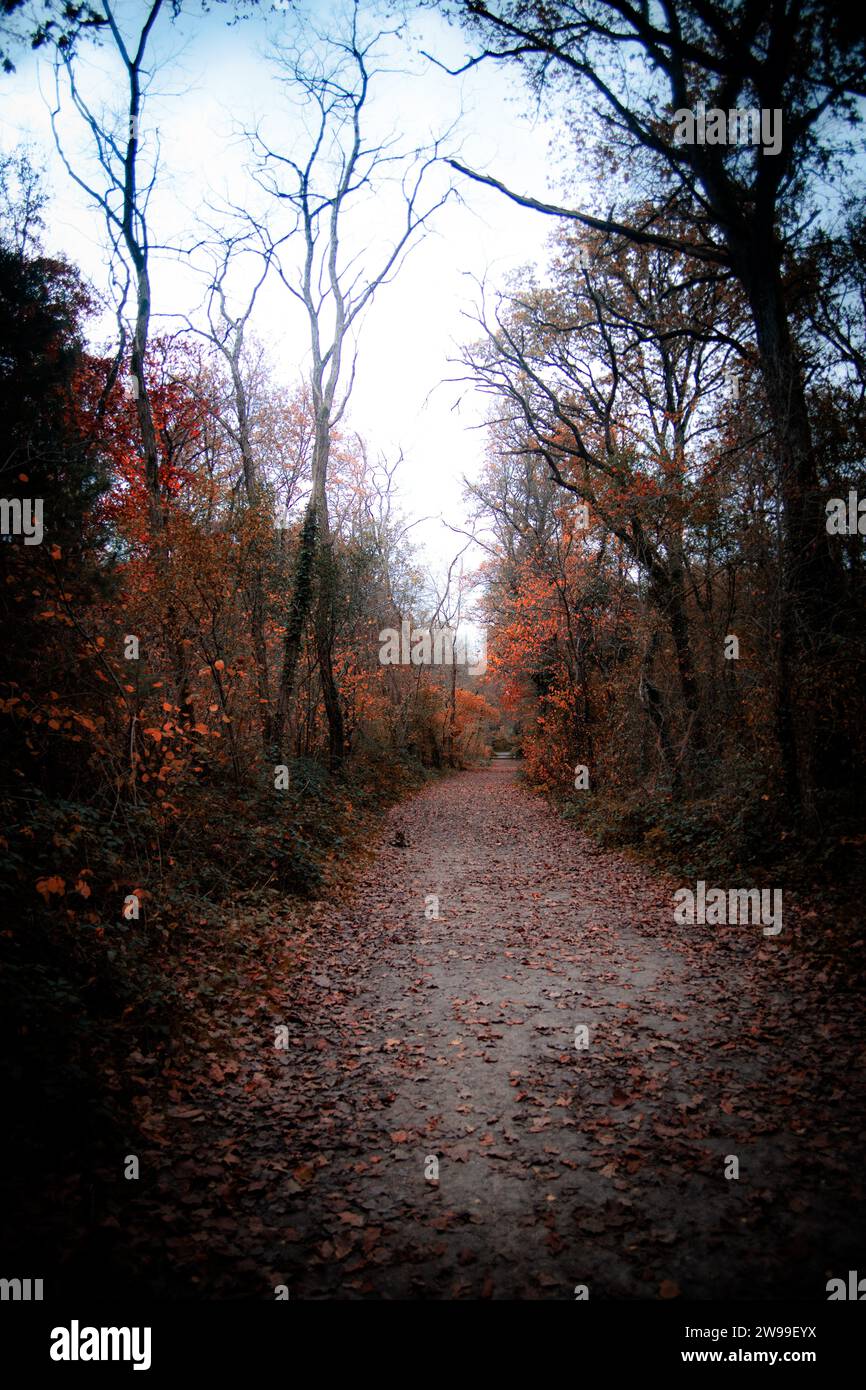 Pathway surrounded by trees hi-res stock photography and images - Alamy