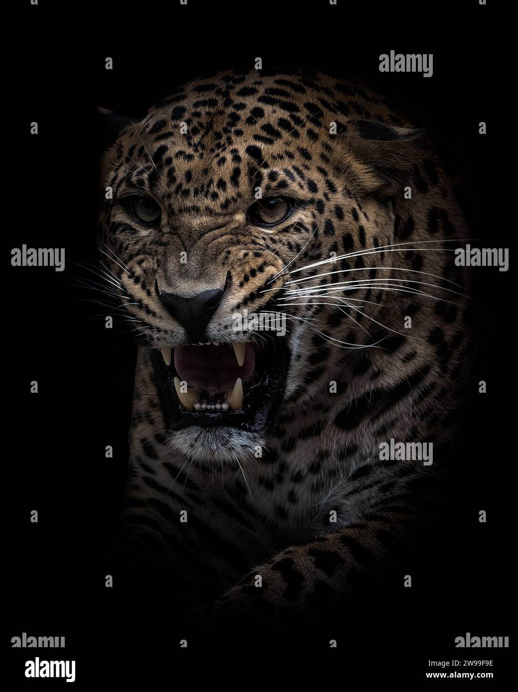 A Sri Lankan leopard in a dark environment with its mouth open ...
