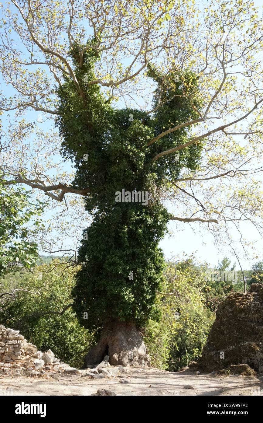 A tree with overgrown leaves and vines on its trunk Stock Photo - Alamy