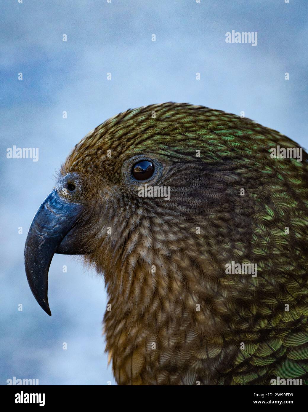 Kea alpine parrot in hi-res stock photography and images - Alamy