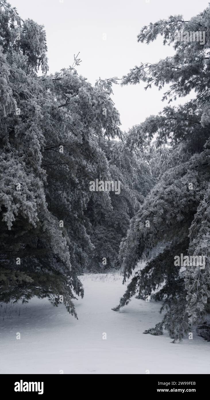 A winter wonderland with trees and snow-covered ground near a wooded ...