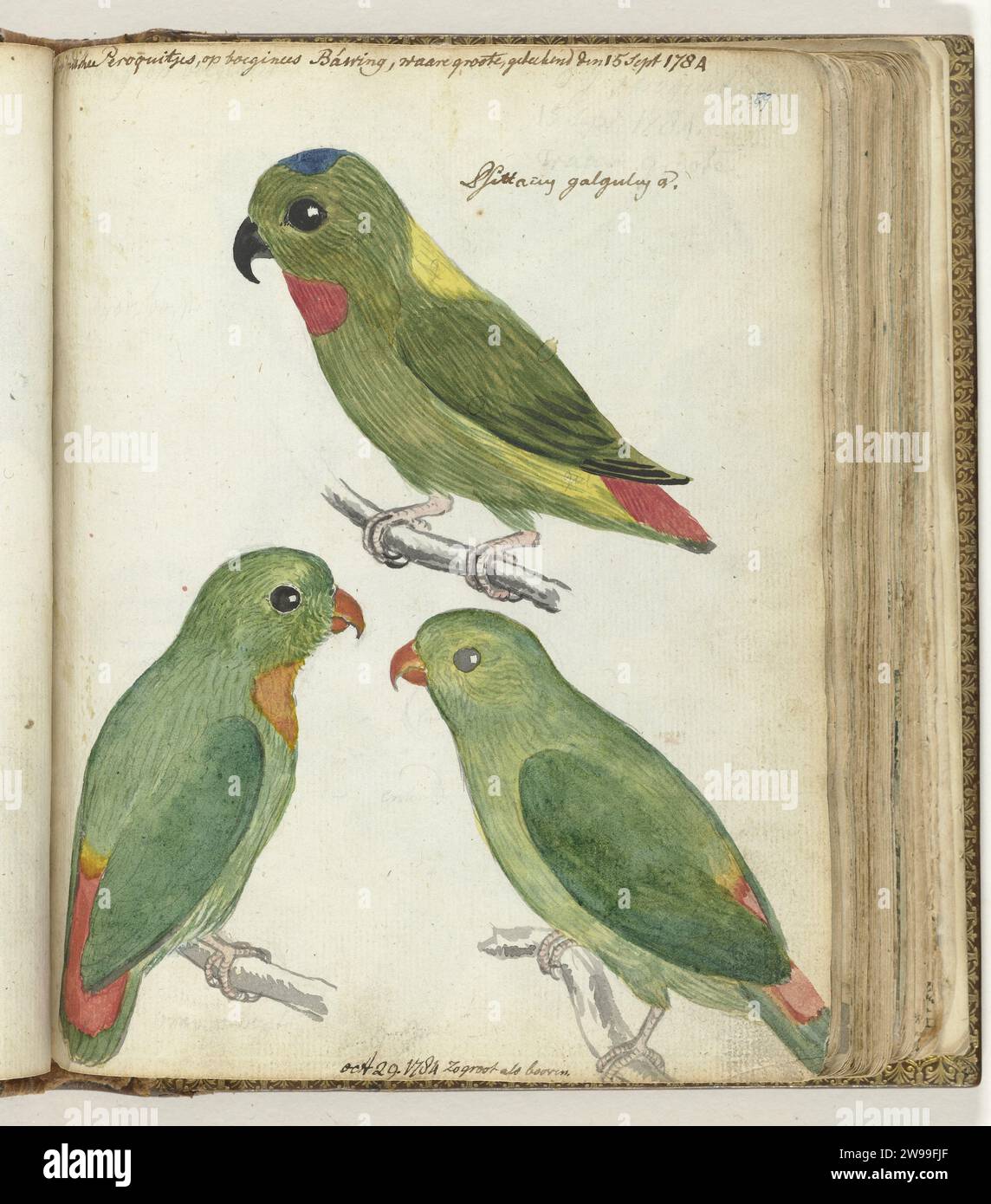 Indonesia parrot hi-res stock photography and images - Alamy