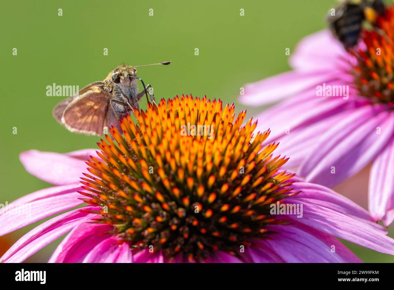 A close-up image of a vibrant outdoor scene featuring two honey bees ...