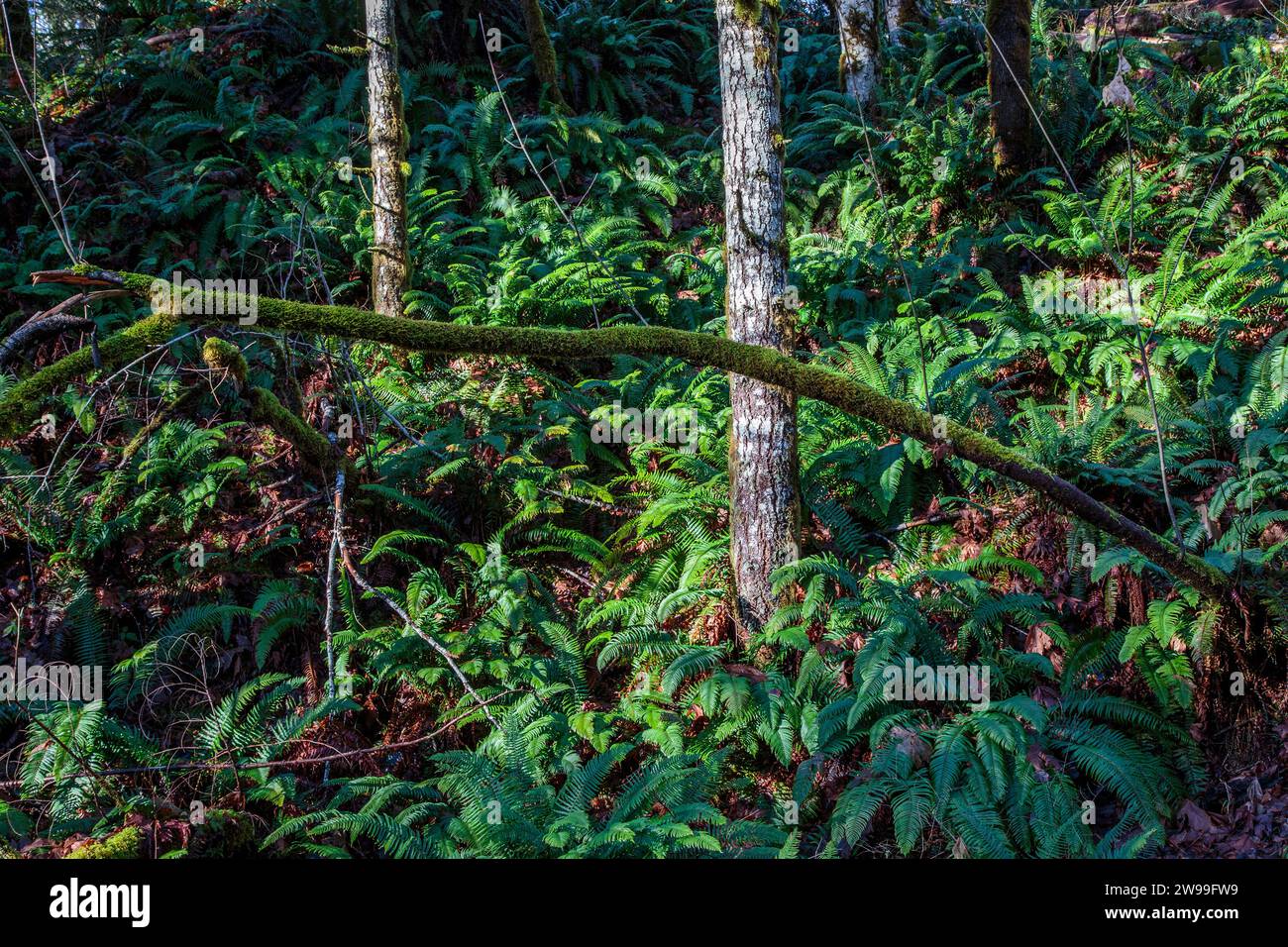 A forest scene from tsolem Spirit Park. The park is named after the ...