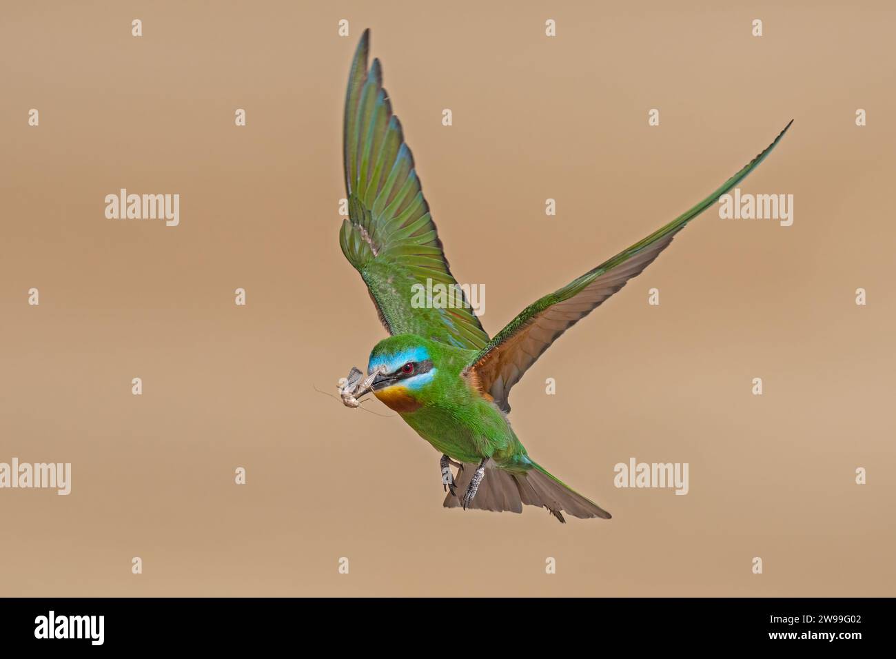 Blue-cheeked Bee-eater, Merops persicus brings food to the nest Stock ...