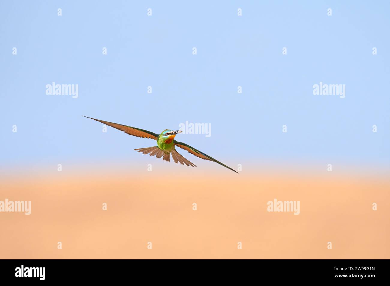 Blue-cheeked Bee-eater, Merops persicus flying in the sky Stock Photo ...