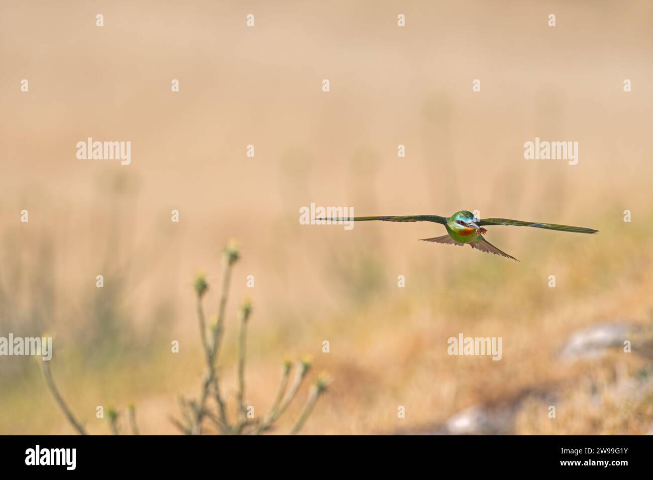 Blue-cheeked Bee-eater, Merops persicus flying in the sky Stock Photo ...