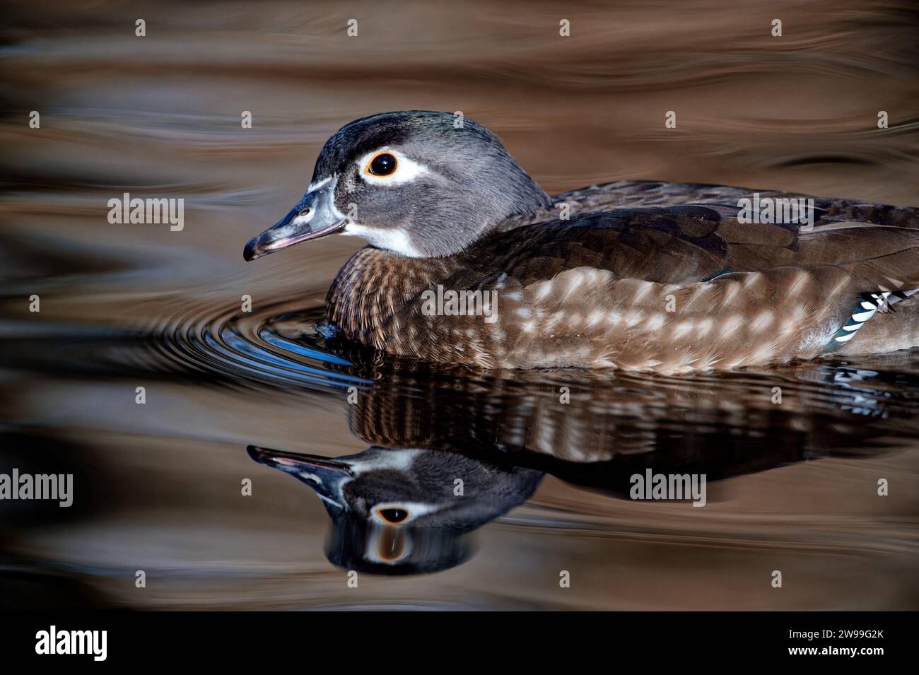 A stunning close-up shot of a duck swimming in a tranquil body of water Stock Photo - Alamy