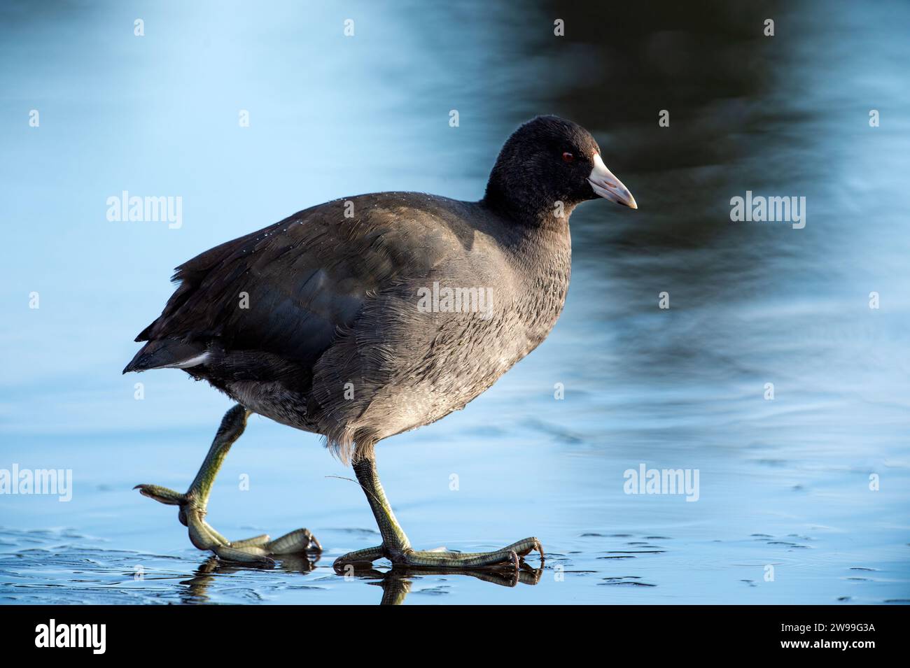 A small black bird standing on the surface of the water, gazing ...