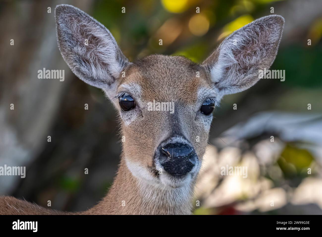 This image features a young white-tailed deer standing in a lush grassy ...