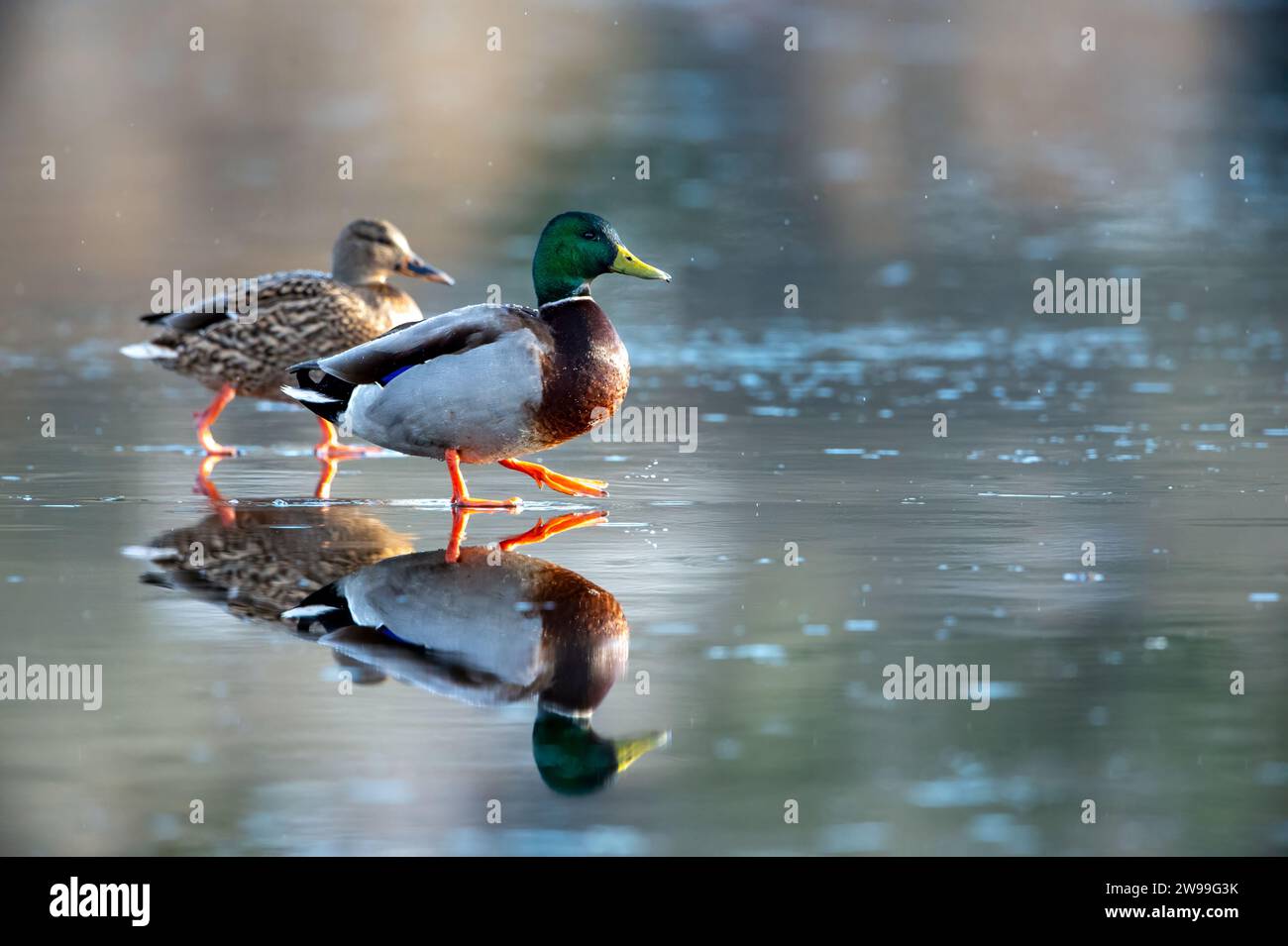 Two ducks wading in a tranquil lake, illuminated by the morning sun ...