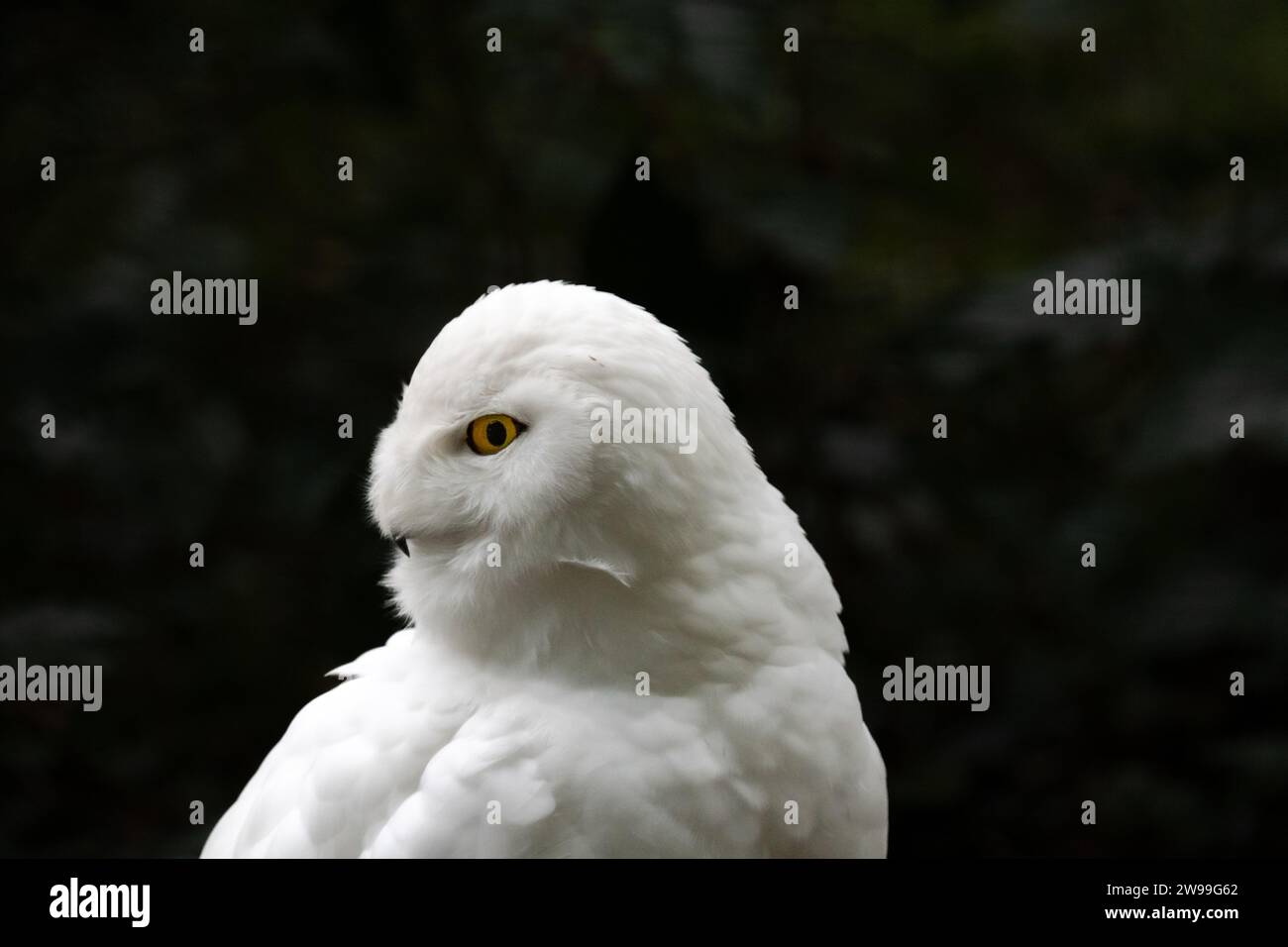 A white bird stands perched atop a pile of black rocks and trees ...