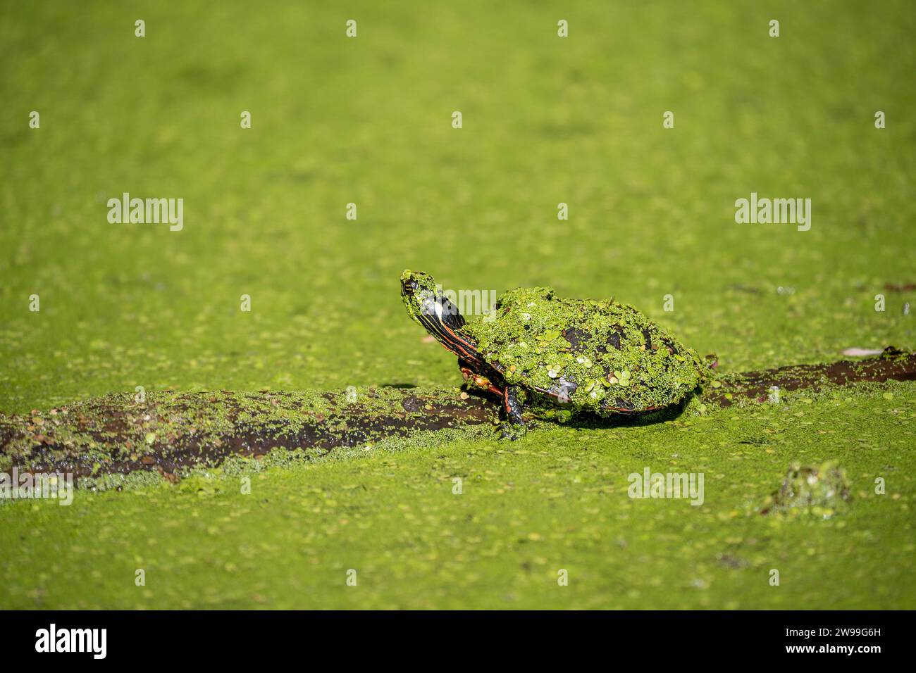A turtle with a painted shell and a long neck perched atop a bed of ...