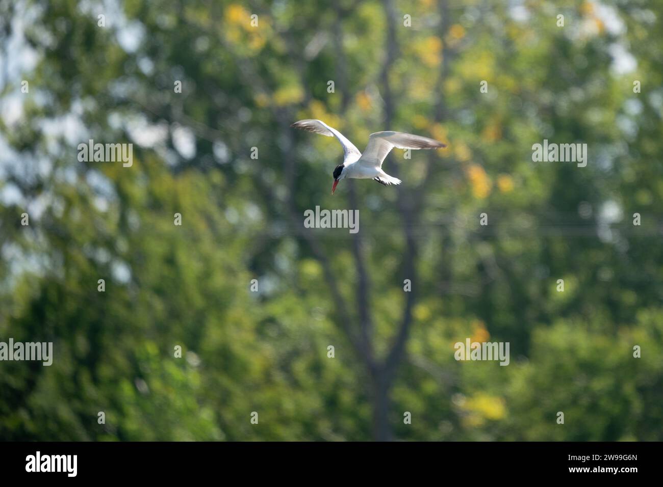 A majestic white bird takes flight against the backdrop of picturesque ...