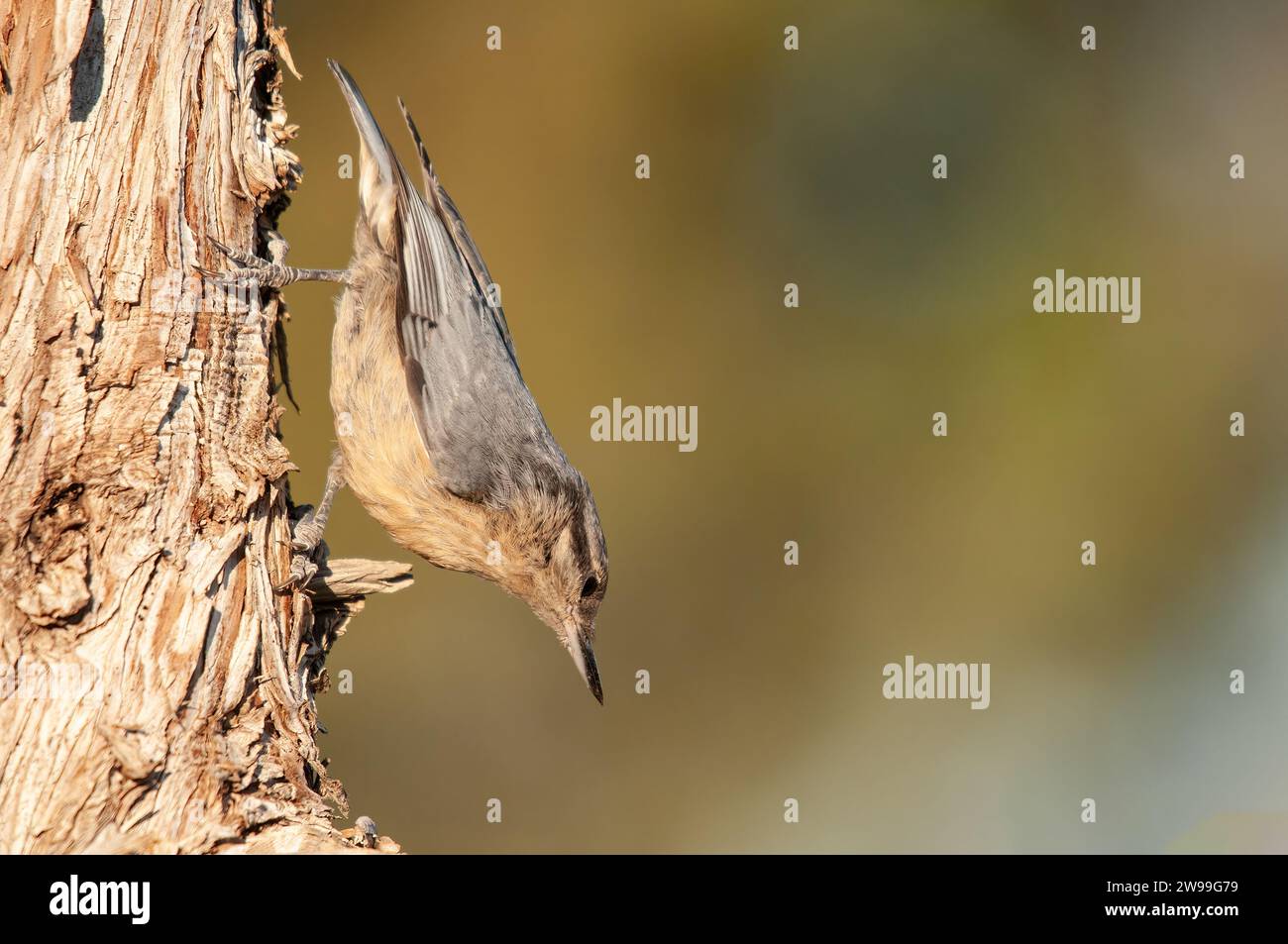 Western Rock Nuthatch, Sitta neumayer, on the branch Stock Photo - Alamy