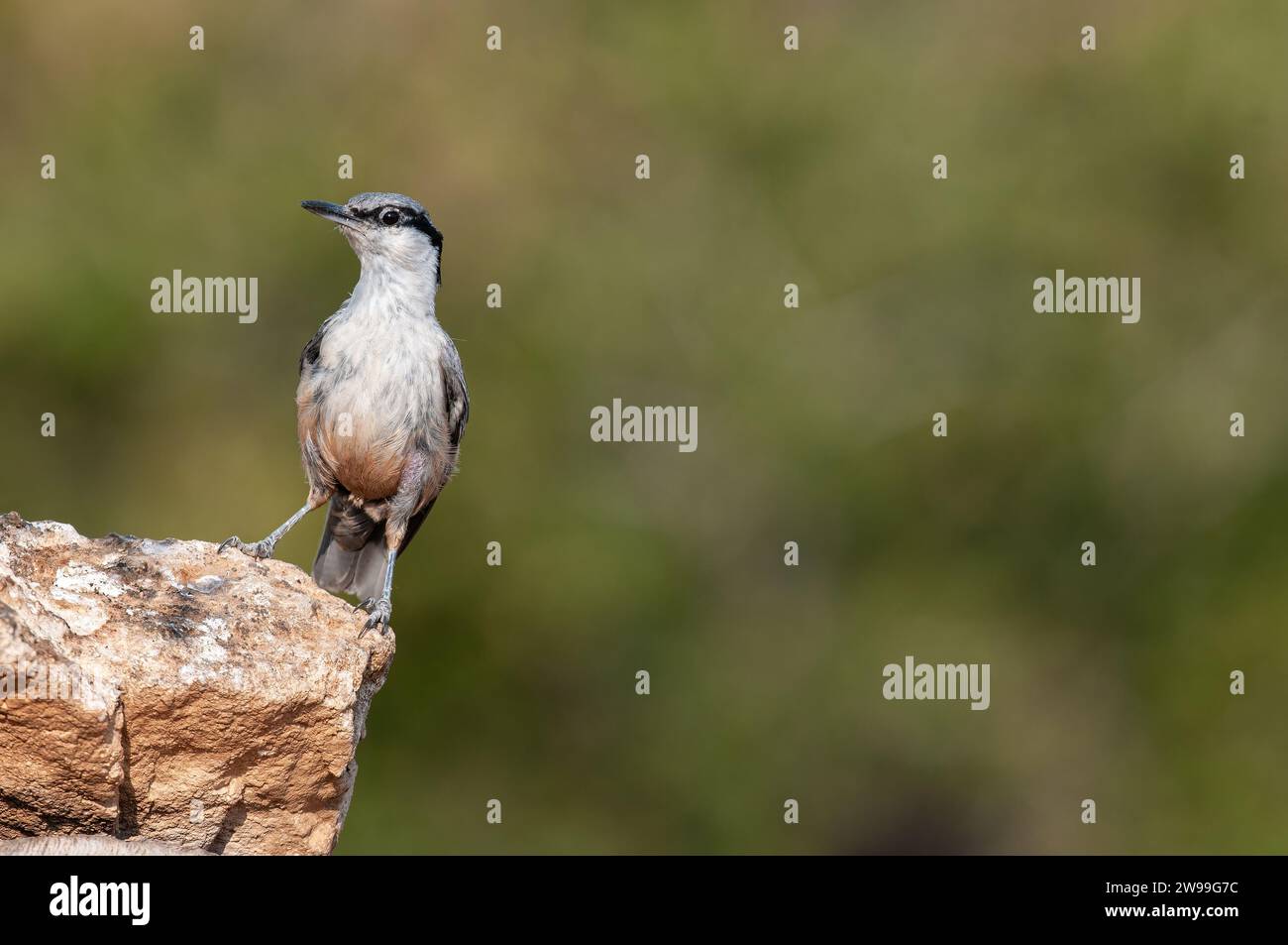 Western Rock Nuthatch, Sitta neumayer, on the rock Stock Photo - Alamy