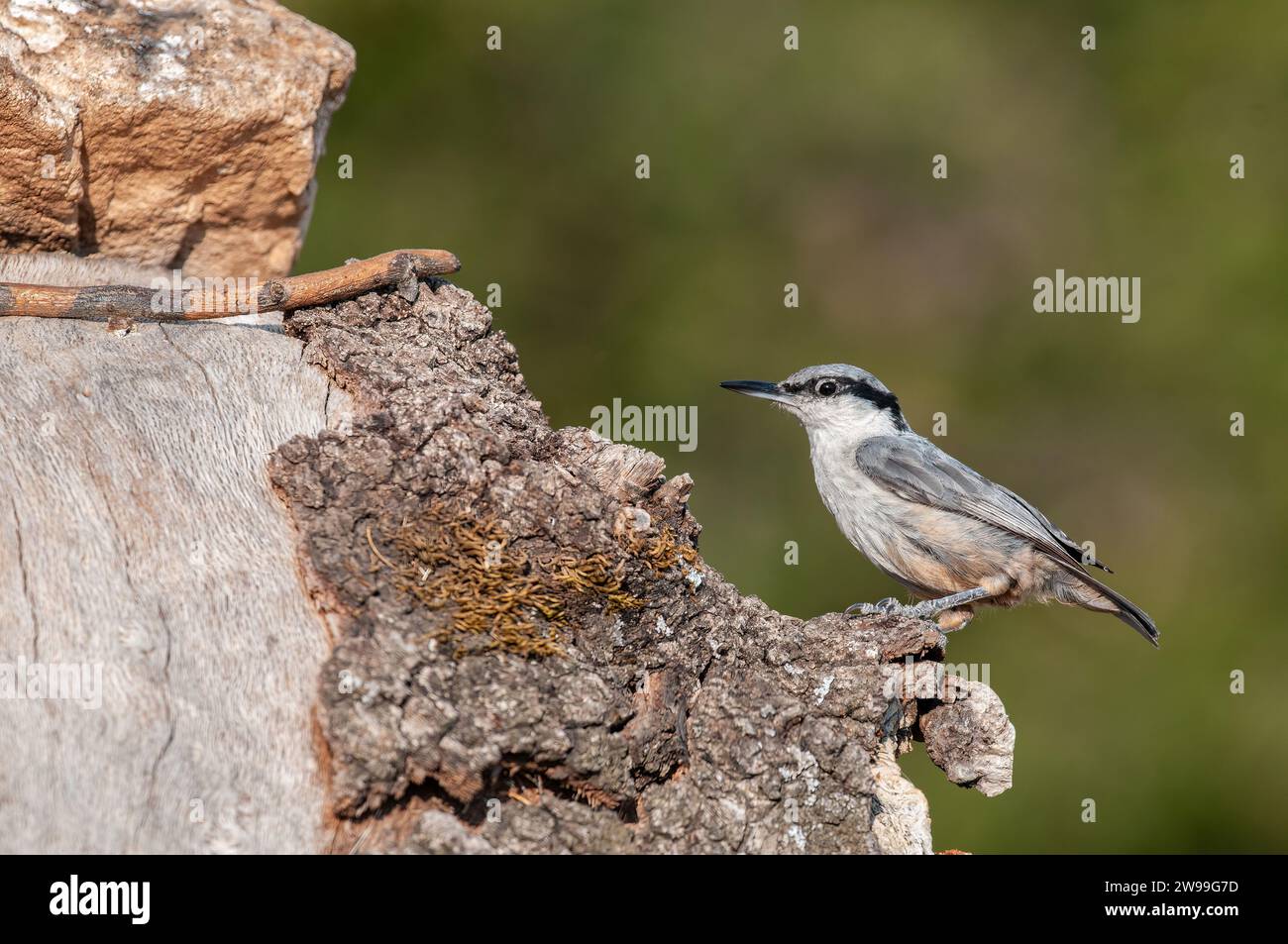 Rock as birds lookout hi-res stock photography and images - Alamy