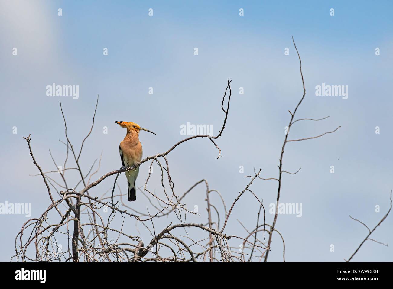 Eurasian Hoopoe, Upupa epops, on a dry tree branch Stock Photo - Alamy