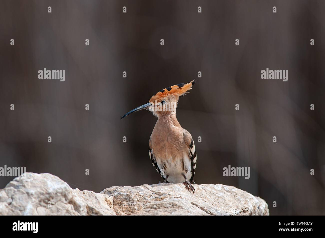 Upupa epops sitting on hi-res stock photography and images - Alamy