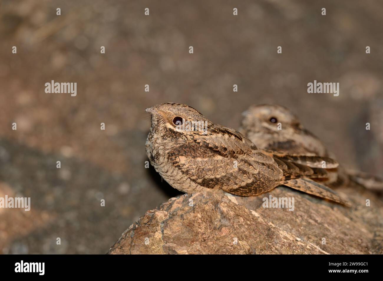 European Nightjar, Caprimulgus europaeus on the night rock Stock Photo ...