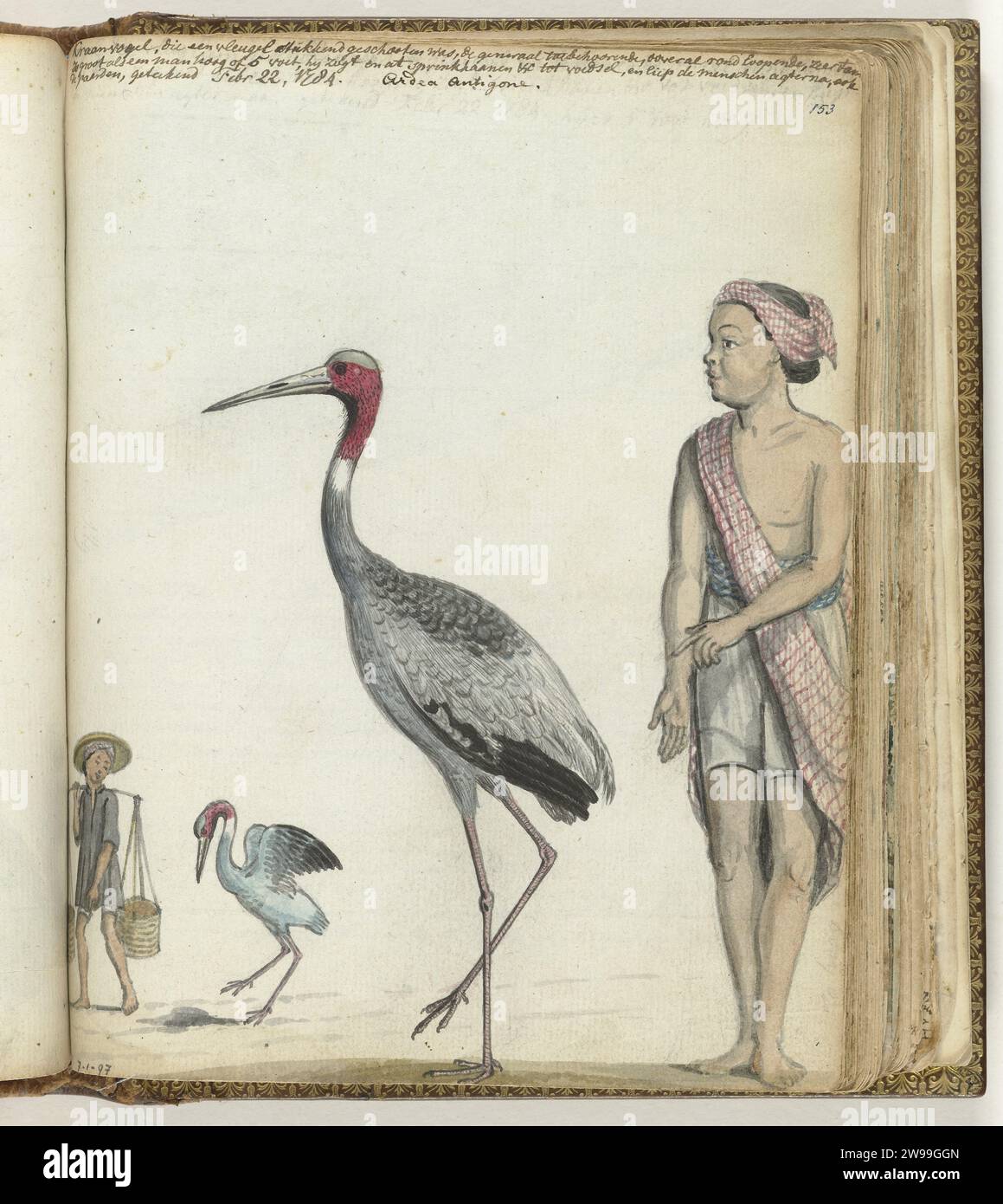CRAVEL, Jan Brandes, 1784 drawing Color drawing of a man -sized crane ...