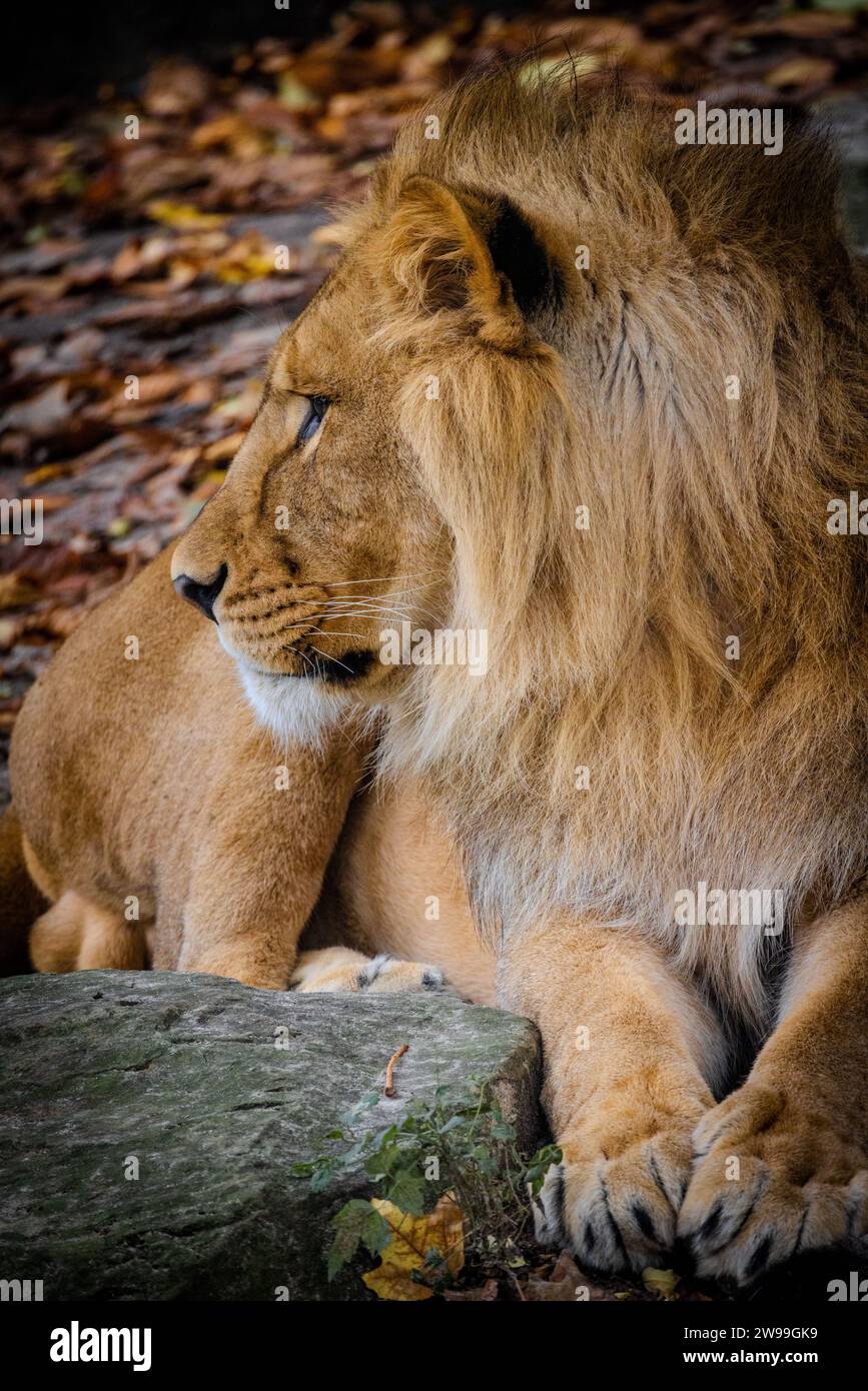 The photograph captures the regal poise of a male lion at rest, his ...