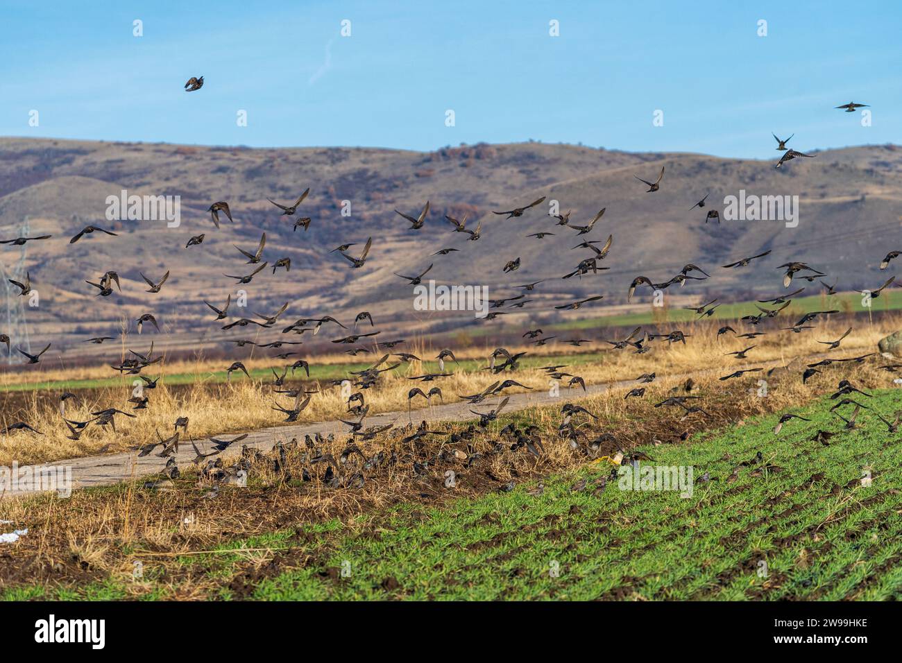 Flock of birds, flying in the air. Grass field , nature landscape ...