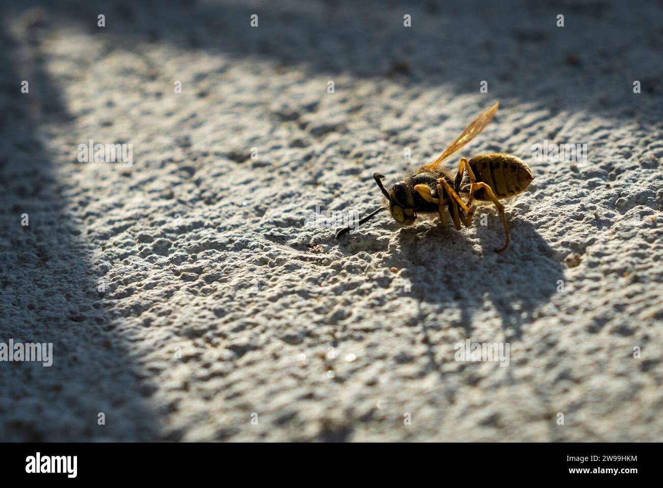 Dead insect on the concrete floor, illuminated by the sun, winter ...