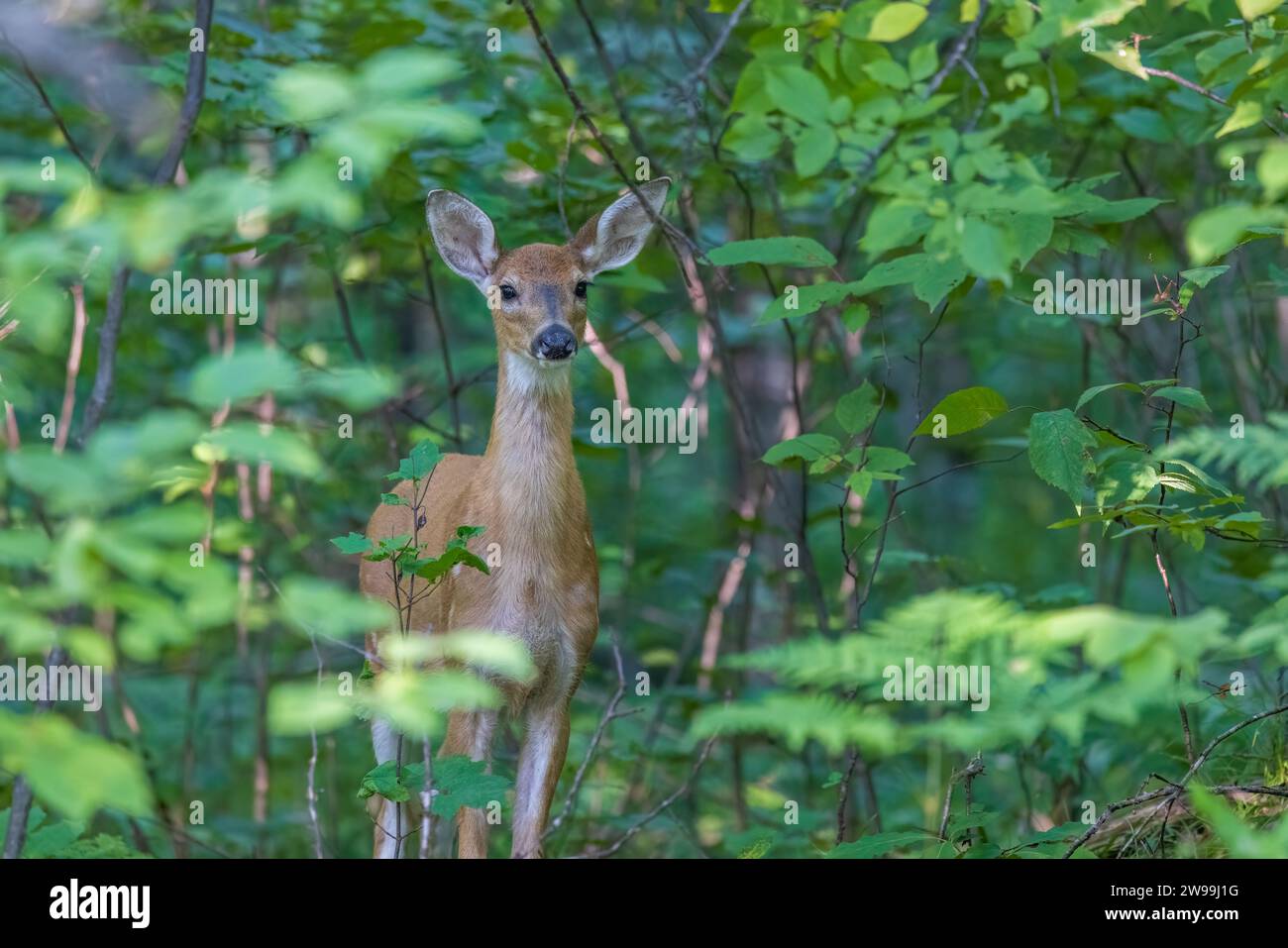 White-tailed fawn in a northern Wisconsin forest Stock Photo - Alamy