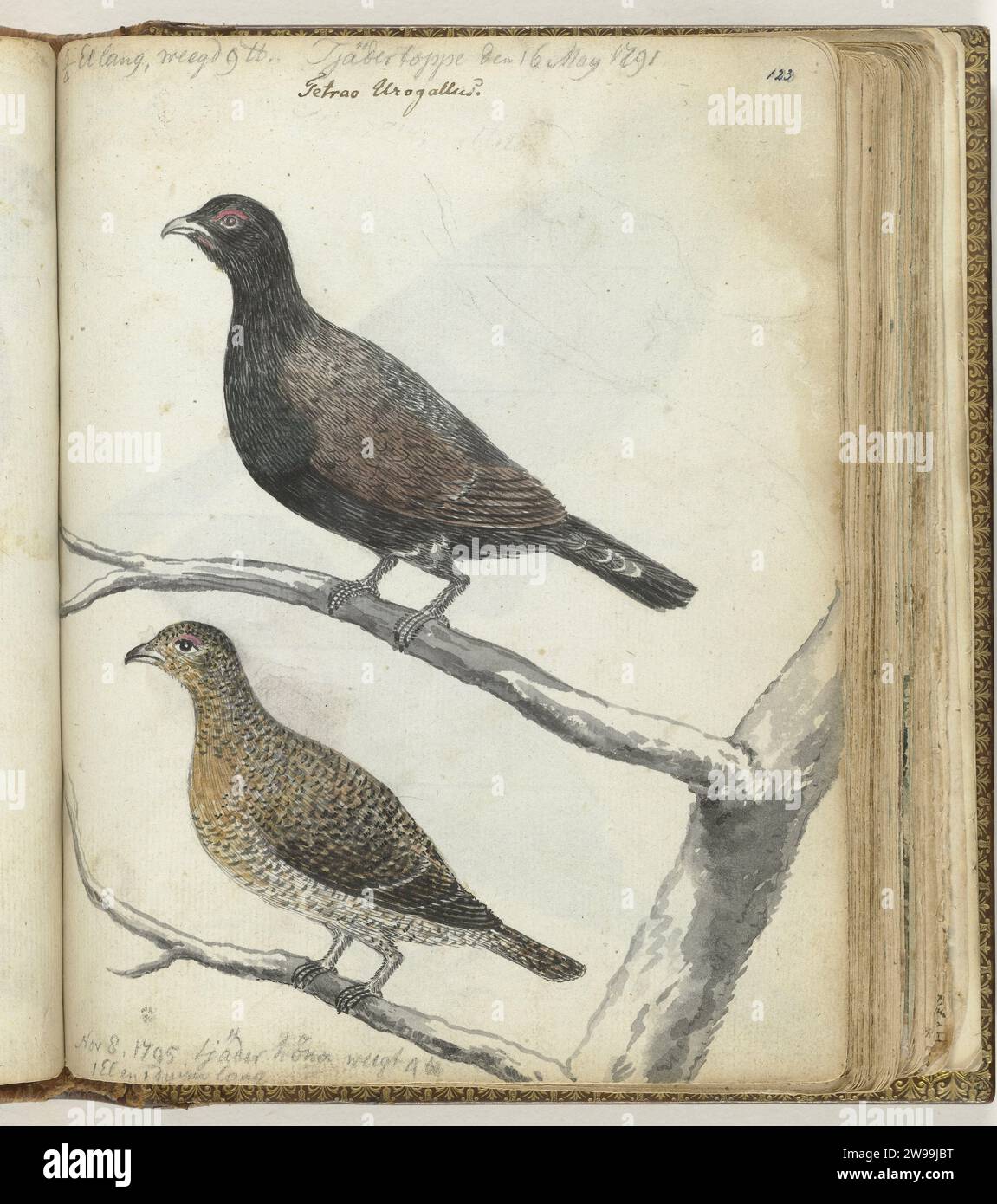 Swedish birds, Jan Brandes, 1795 drawing Color drawing of a grain -like ...