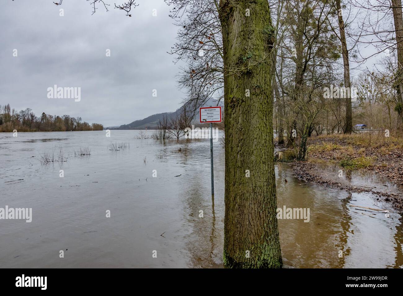 Rhein Hochwasser am 1. Weihnachtsfeiertag an der Insel Grafenwerth bei ...