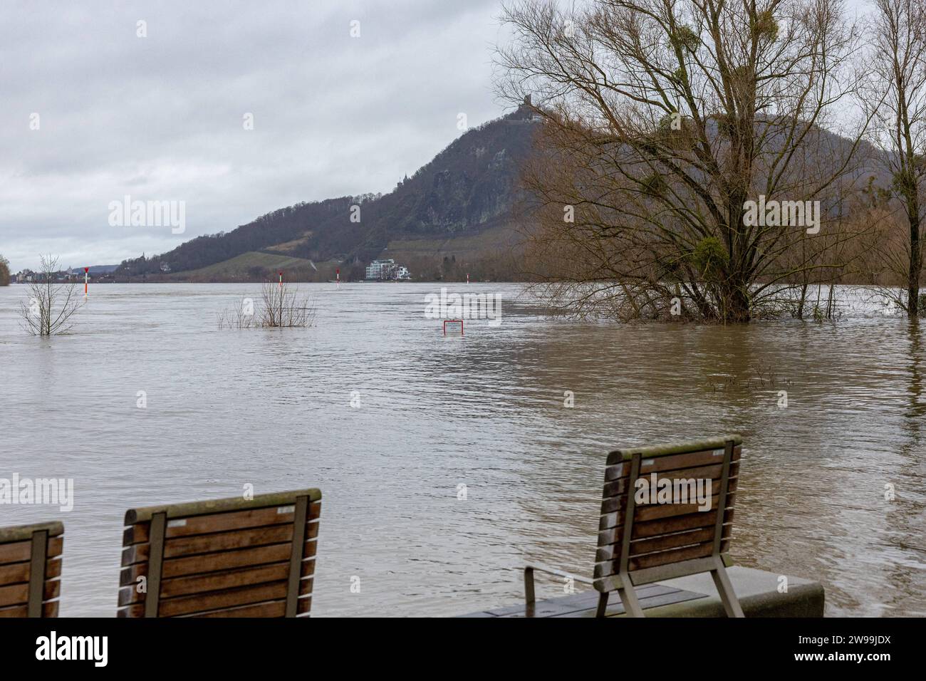 Rhein Hochwasser am 1. Weihnachtsfeiertag an der Insel Grafenwerth bei ...