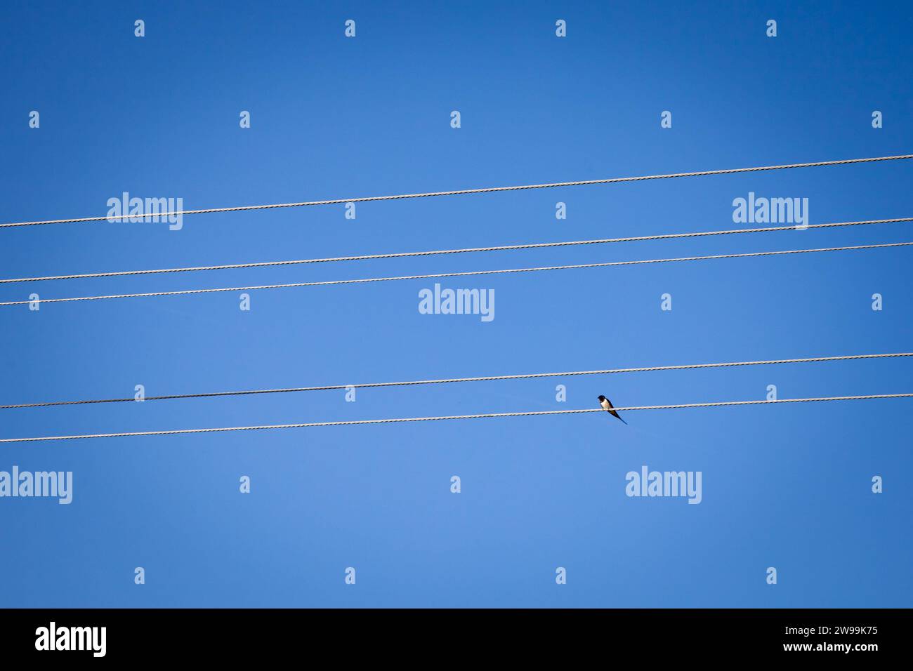 Picture of a swallow bird on a power line electric cable. The swallows ...