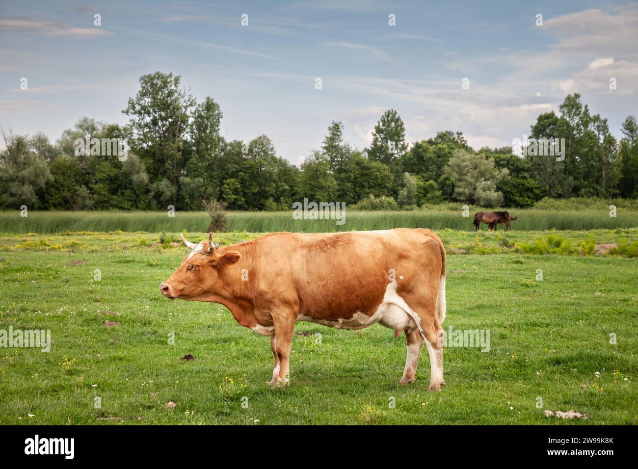 Picture of a holstein cow standing in Zasavica, in Serbia. The Holstein ...