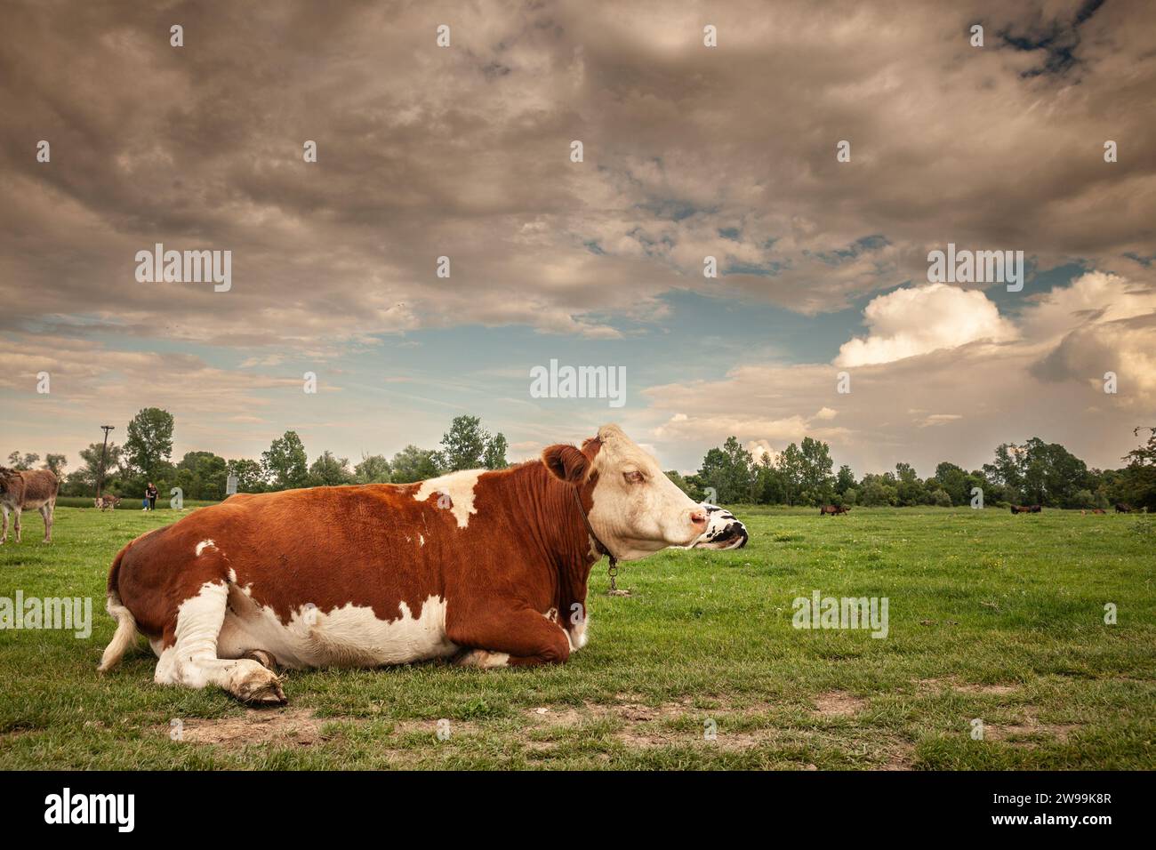 Picture of a holstein cow lounging in Zasavica, in Serbia and grazing ...