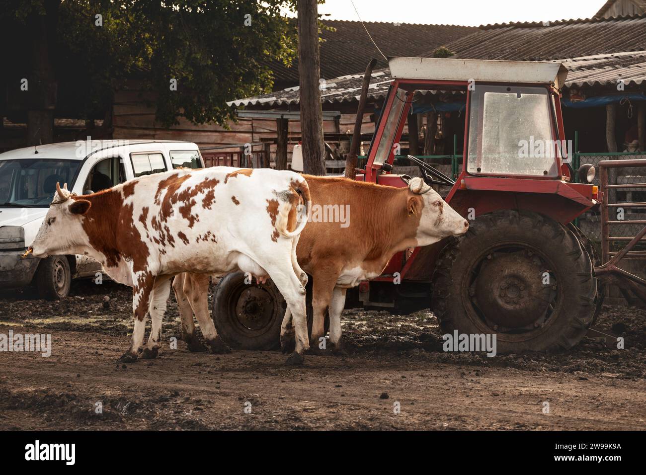Picture of a holstein cow standing in Zasavica, in Serbia. The Holstein ...