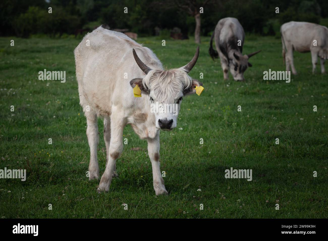 Young podolian cow hi-res stock photography and images - Alamy