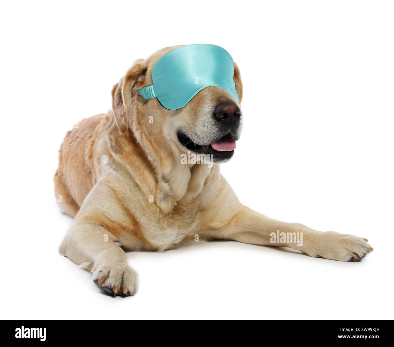 Cute Labrador Retriever with light blue sleep mask resting on white ...