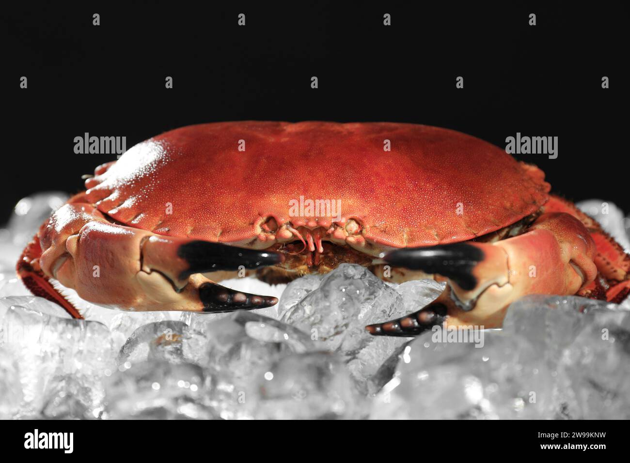 Delicious boiled crab on ice cubes against black background, closeup ...