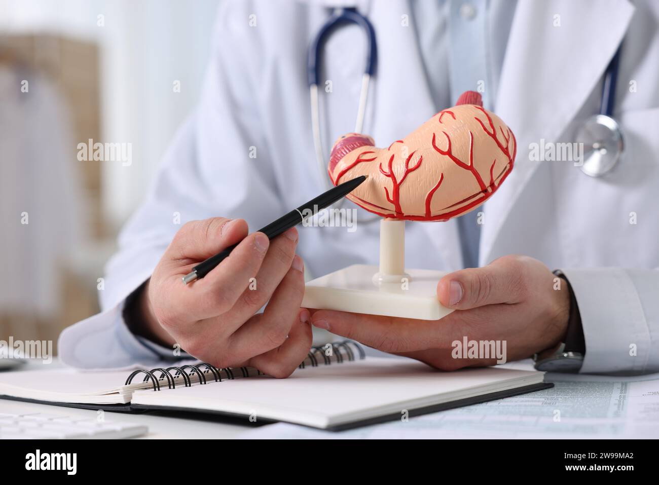 Gastroenterologist showing human stomach model at table in clinic ...