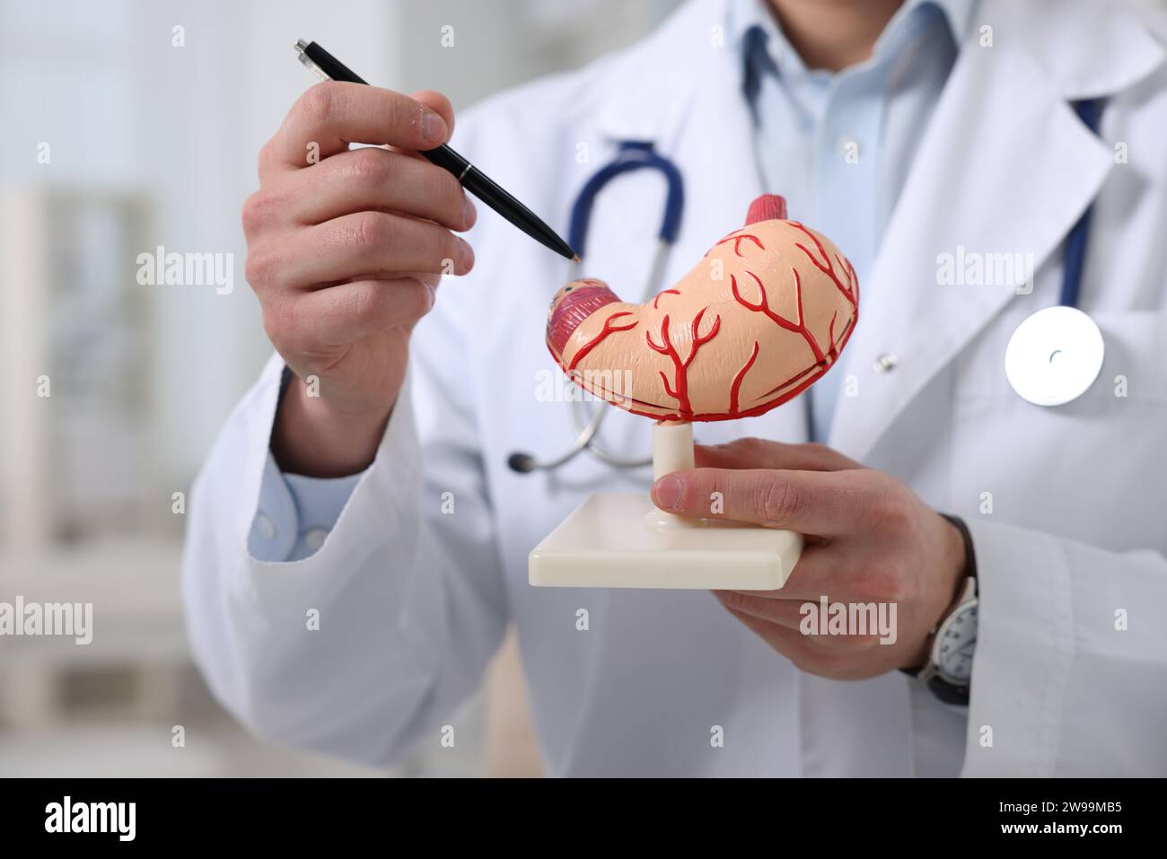 Gastroenterologist showing human stomach model in clinic, closeup Stock ...