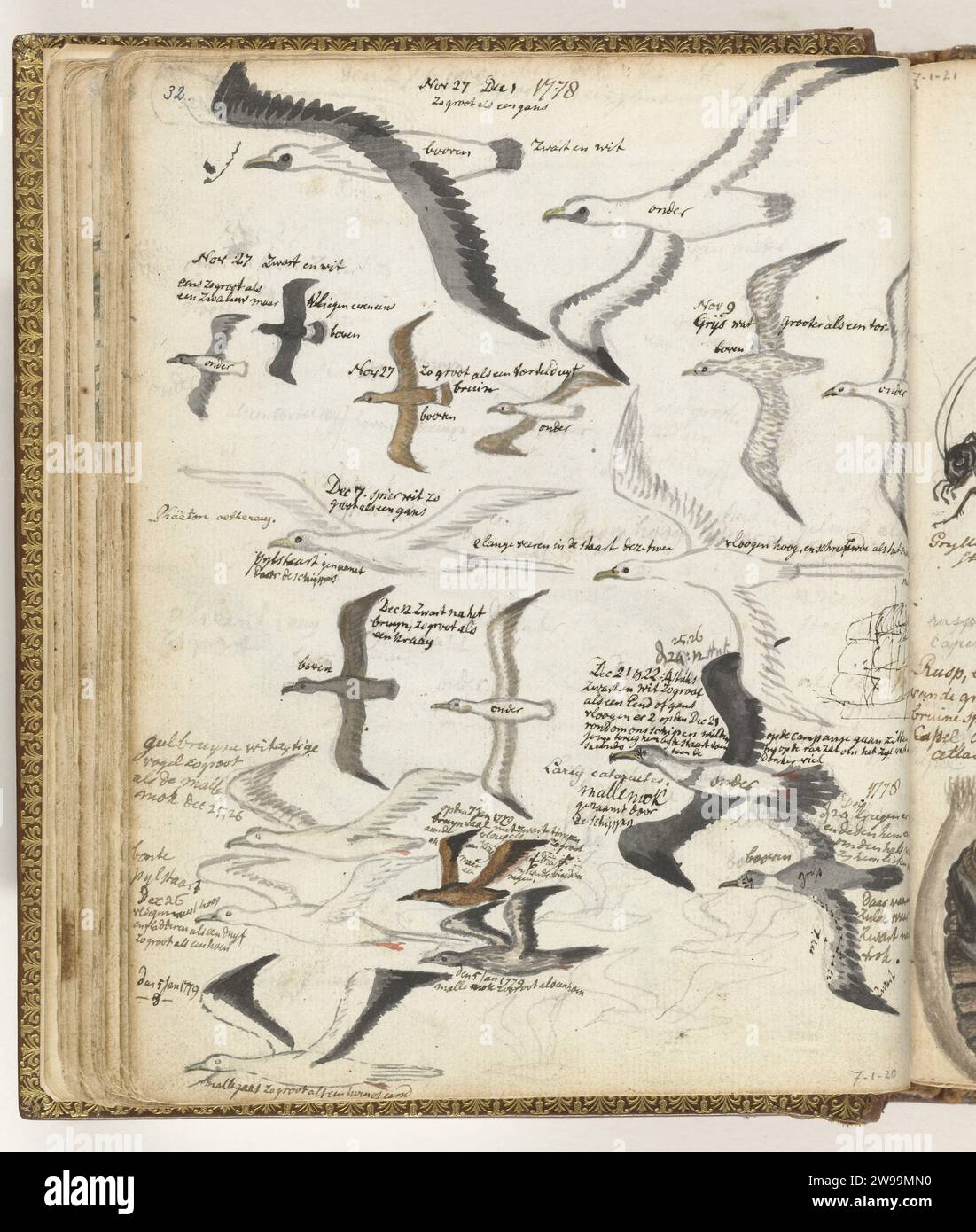 Seabirds, Jan Brandes, 1778 - 1779 drawing Brown, black and white ...