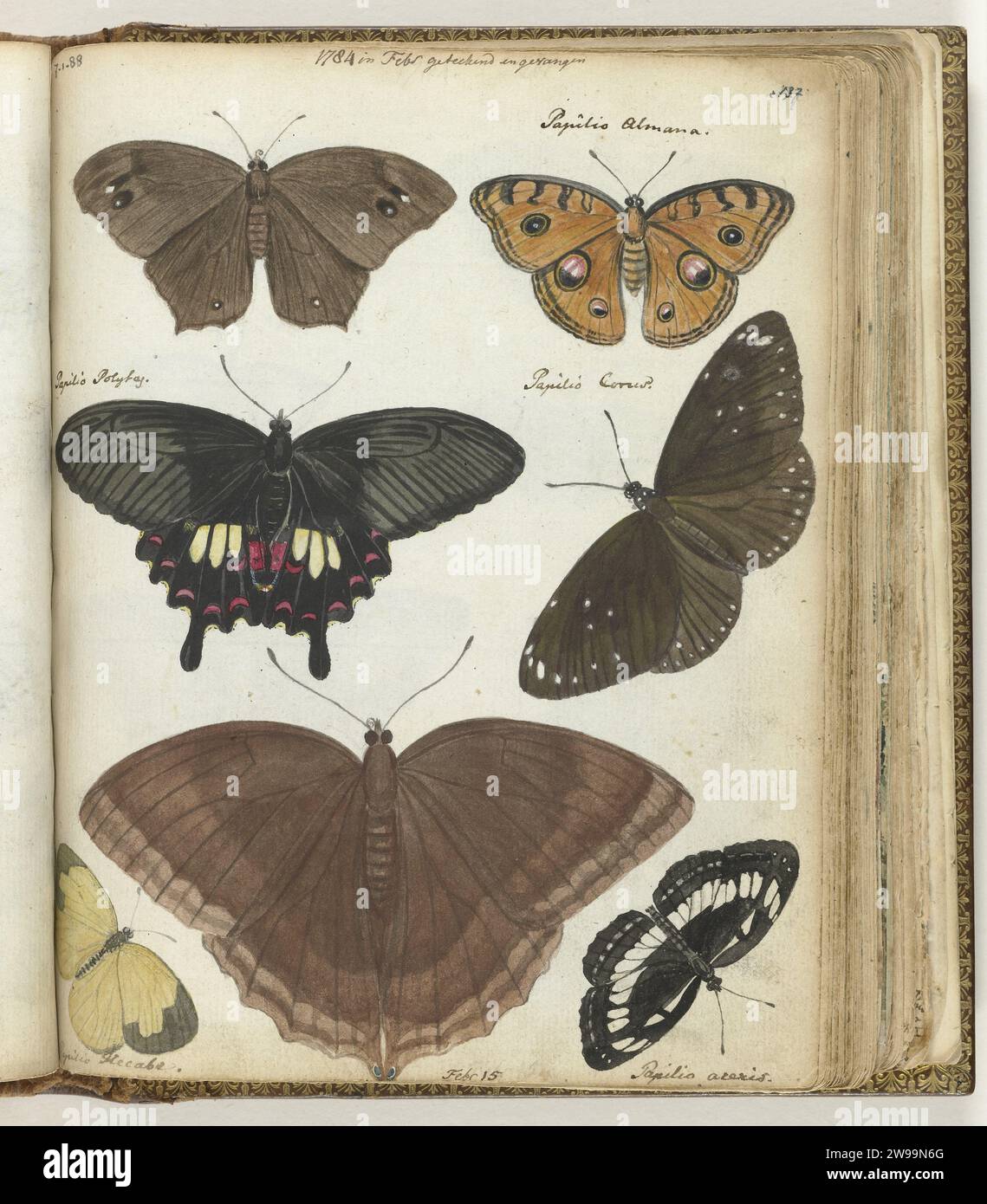 Insects of java hi-res stock photography and images - Alamy