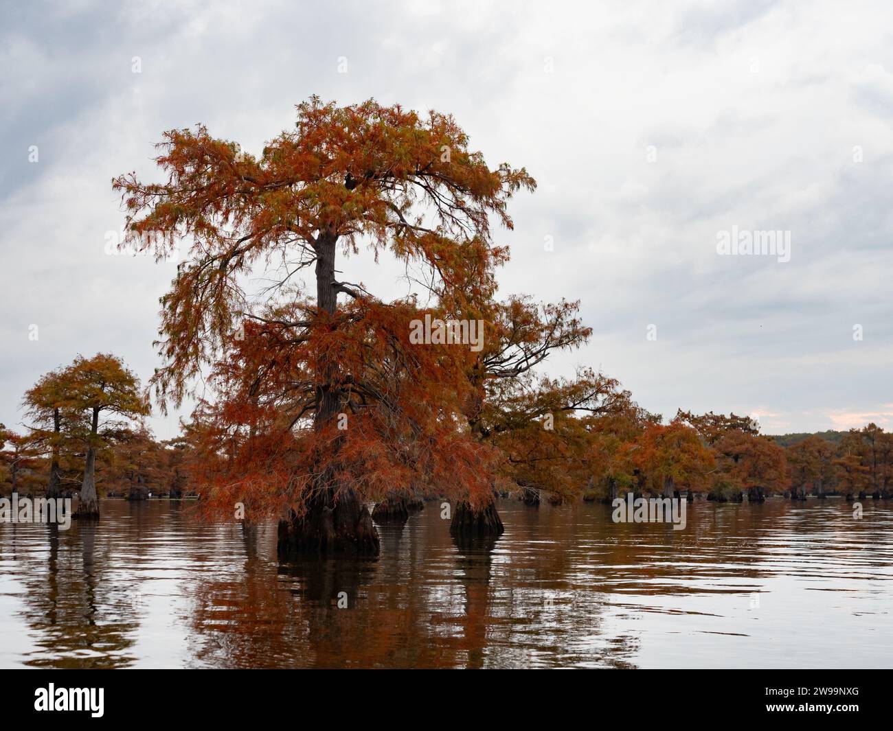Bald cypress tree in full fall colors with burnt orange leaves ...