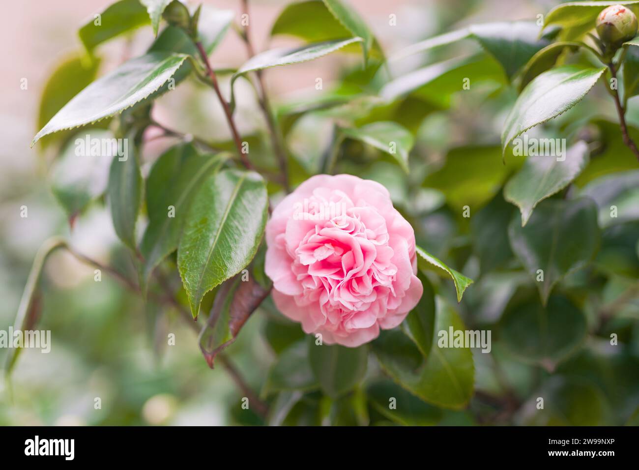 Pink Camellia flowers ( Japonica Camelia) in bloom on a lush green bush ...