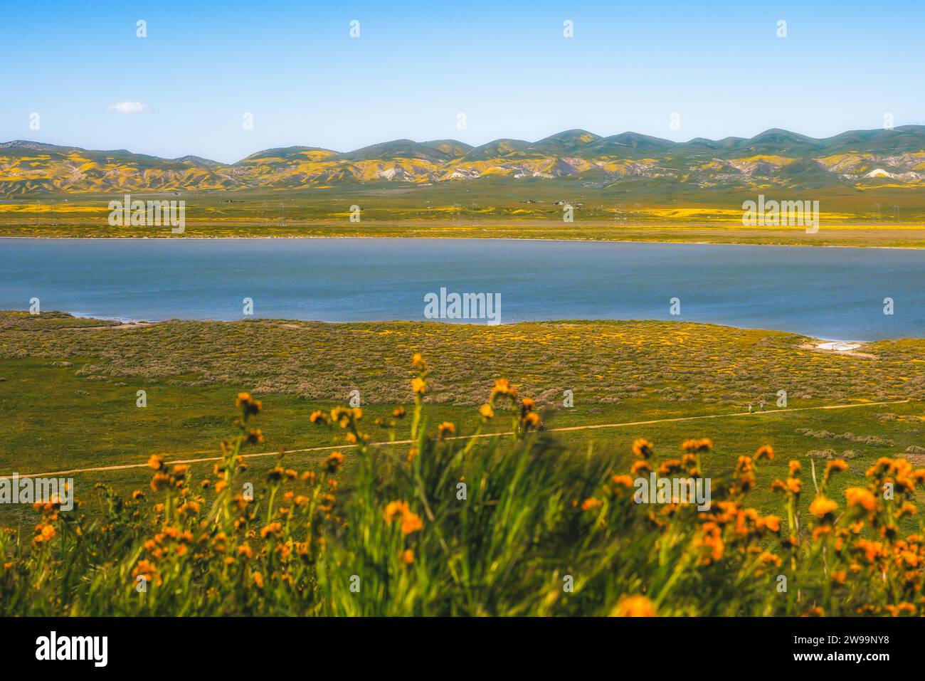 Wildflowers super bloom in Carrizo Plain National Monument, California ...