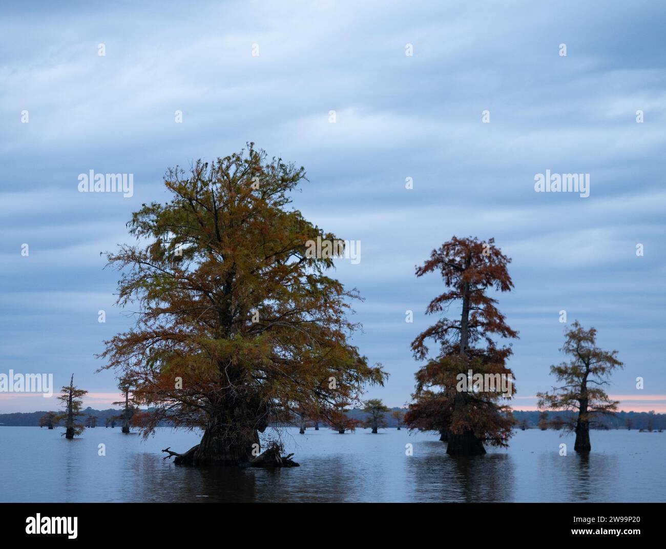 Bald cypress trees with changing leaves standing in the middle of Caddo ...