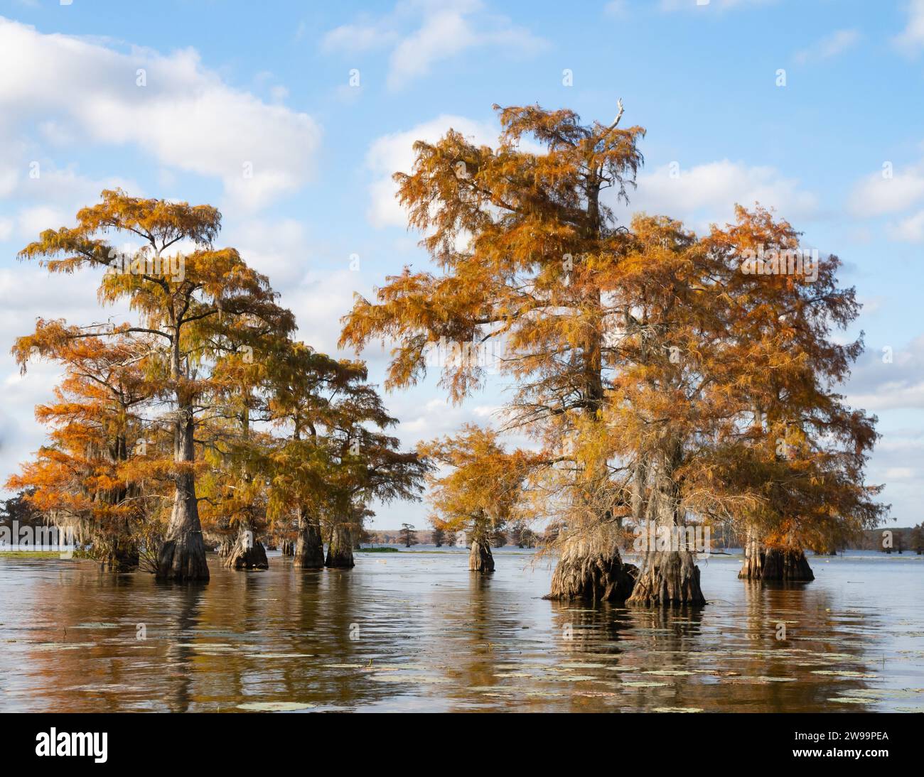 Group of sunlight bald cypress trees in Caddo Lake photographed in ...