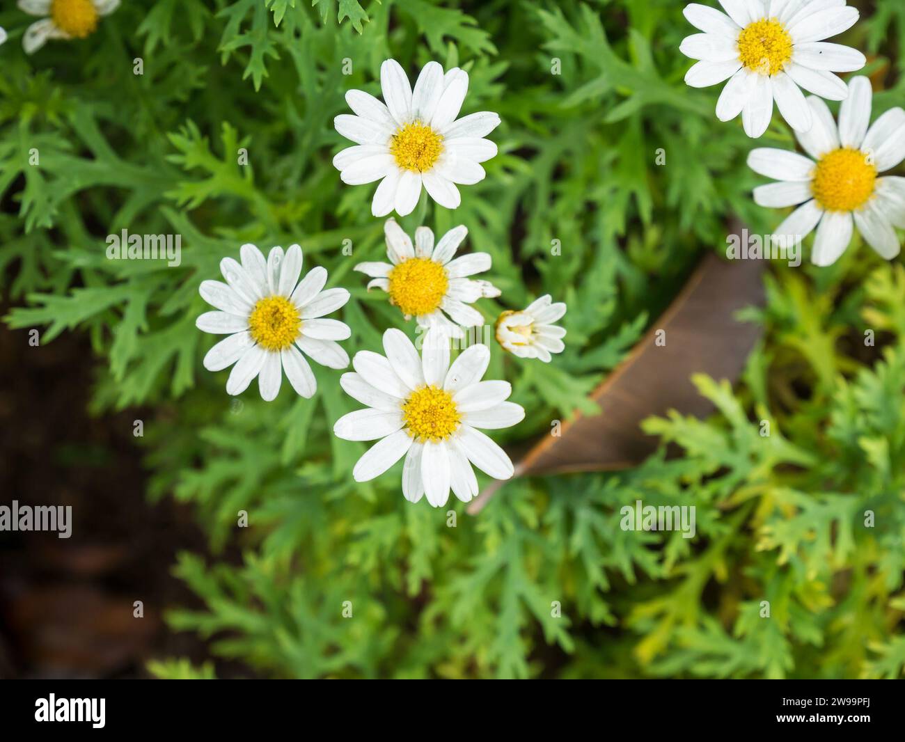 chamomile flower white color Stock Photo - Alamy